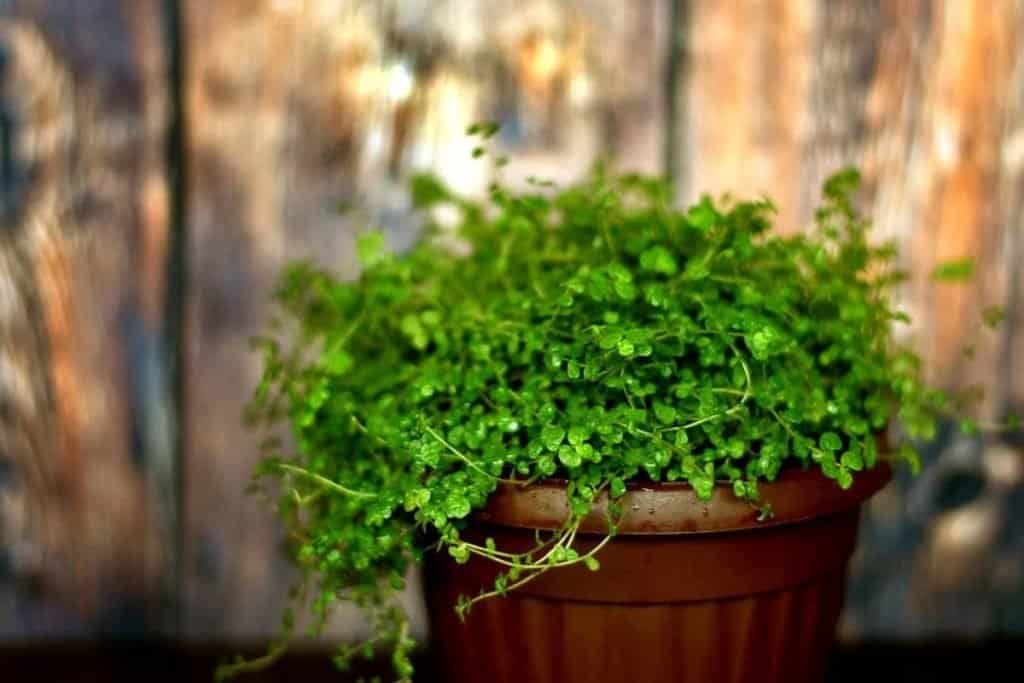 21 Plants With Tiny Leaves – Petals and Metal Flower Farm