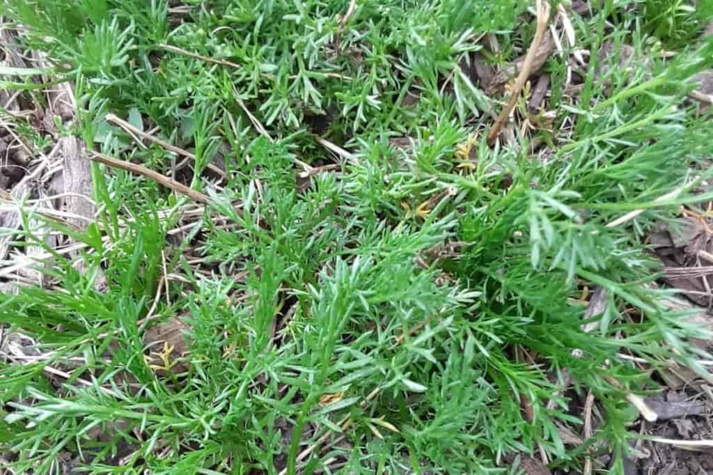 21 Plants With Tiny Leaves – Petals and Metal Flower Farm