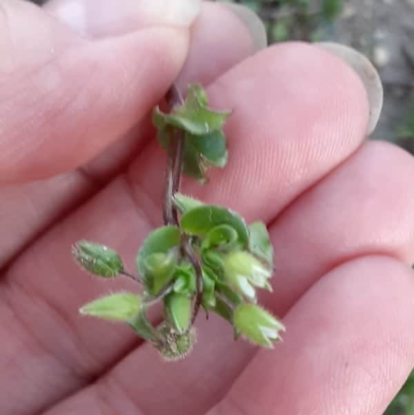 Wild Plants With Tiny Flowers – Petals and Metal Flower Farm