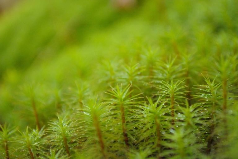 21 Plants With Tiny Leaves – Petals and Metal Flower Farm