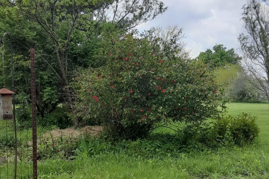 Flowering Quince: Hedge Yes, Invasive No – Petals and Metal Flower Farm